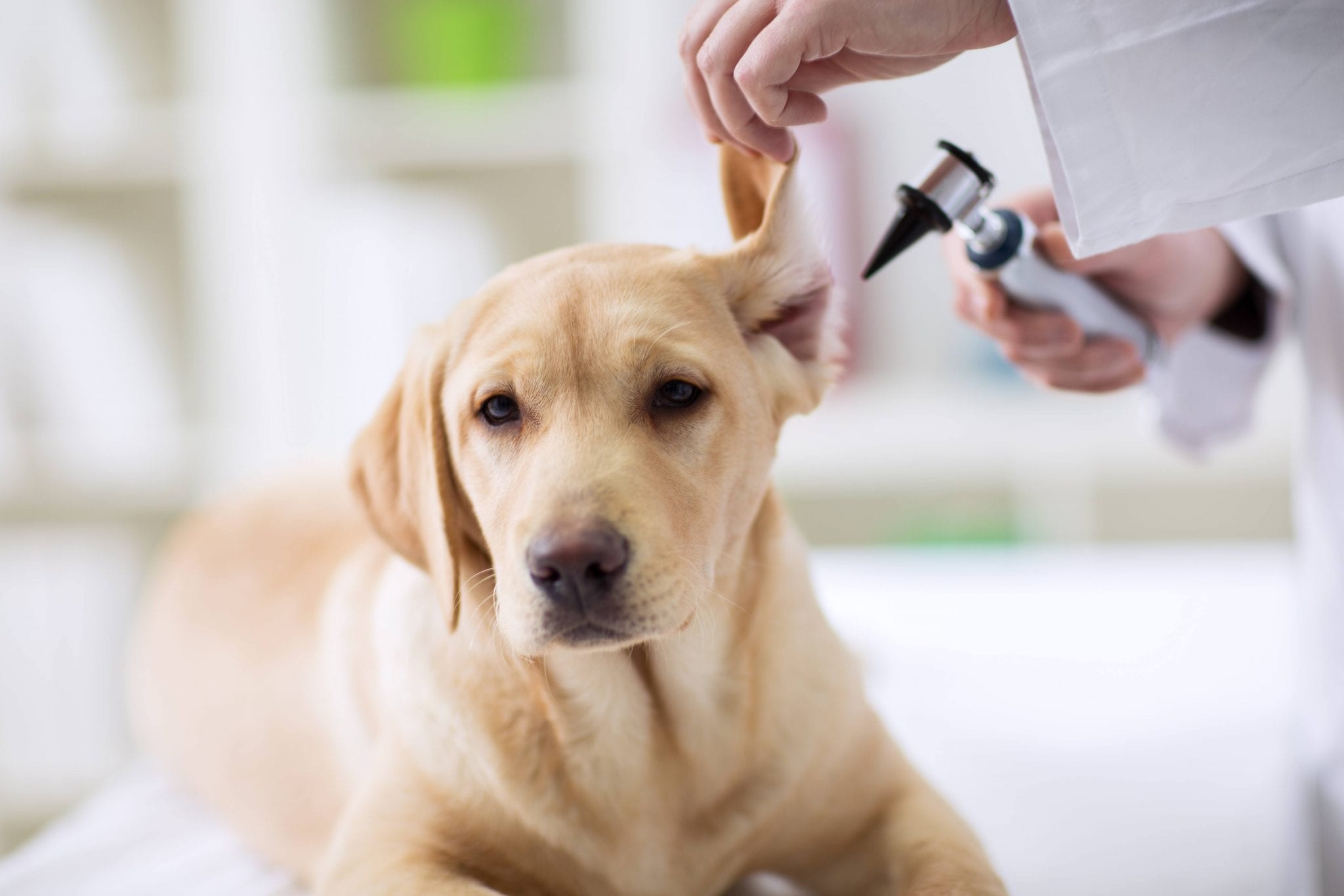 How to Tell If Your Dog is Healthy - PatchPuppy.com