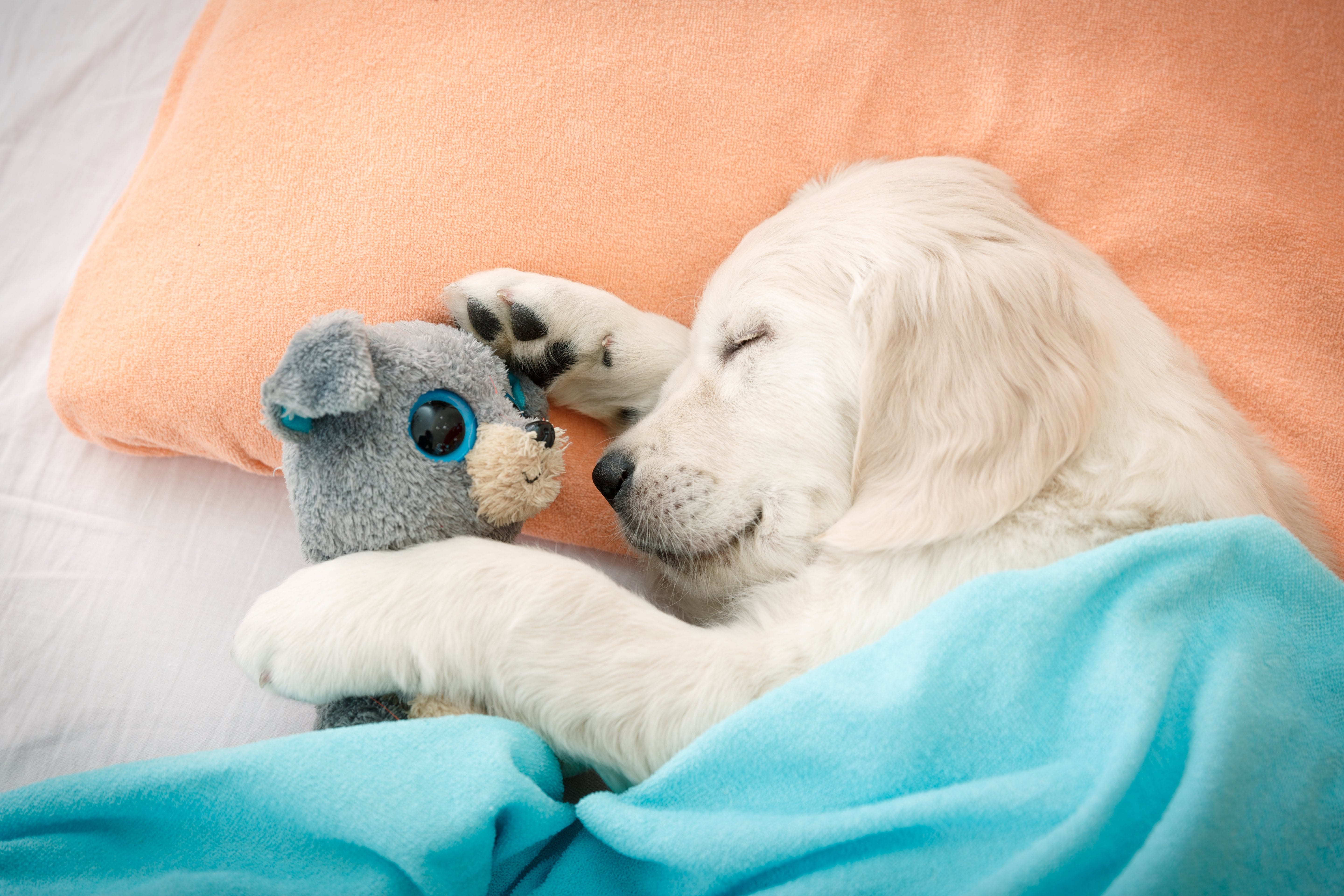 Easy Printable Dog Toy Pattern For Homemade Dog Toys To Sell