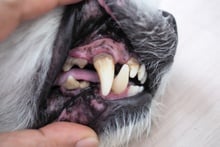 What You Need to Know About Senior Dog Tooth Extraction - PatchPuppy.com