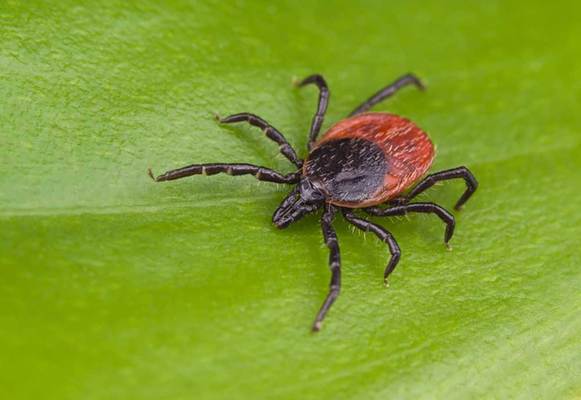 Can Dogs Get Ticks in the Winter? - PatchPuppy.com
