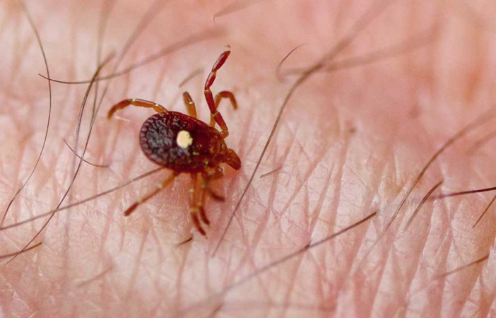 Can Dogs Get Ticks in the Winter? - PatchPuppy.com