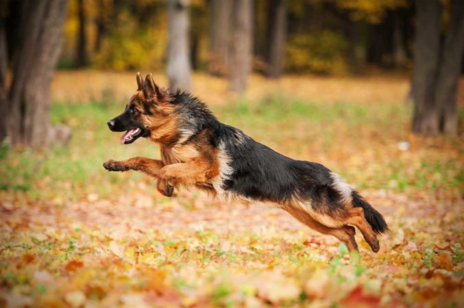 9 Active Family Dogs! The Best Dogs for an Active Lifestyle ...