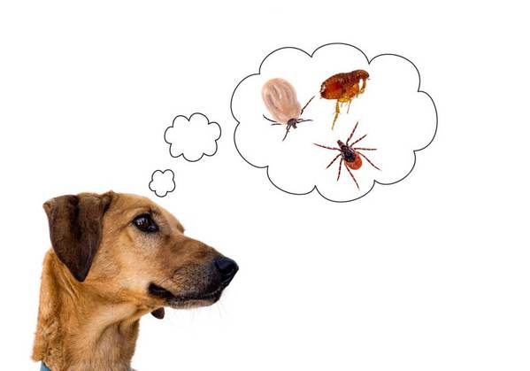 Can Dogs Get Ticks in the Winter? - PatchPuppy.com