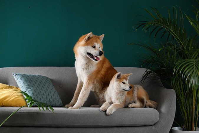 12 Dog Breeds That Can Stay Home Alone PatchPuppy 12-dog-breeds-that-can-stay-home-alone-patchpuppy