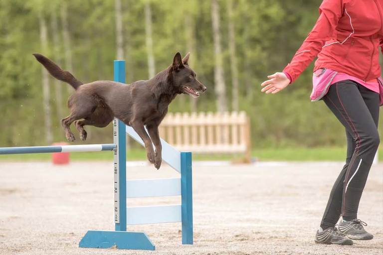 11 Dog Breeds that Can Jump High - PatchPuppy.com