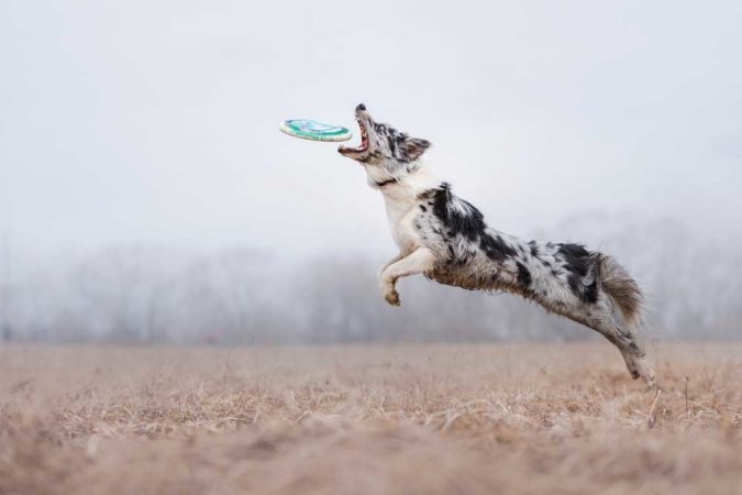 11 Dog Breeds that Can Jump High - PatchPuppy.com