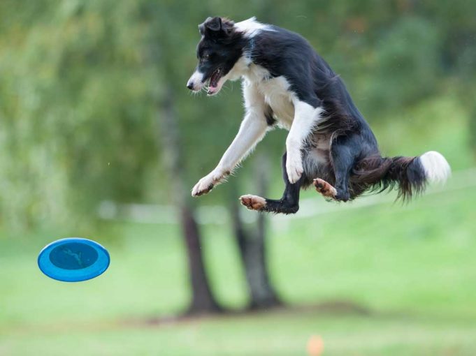 11 Dog Breeds that Can Jump High - PatchPuppy.com