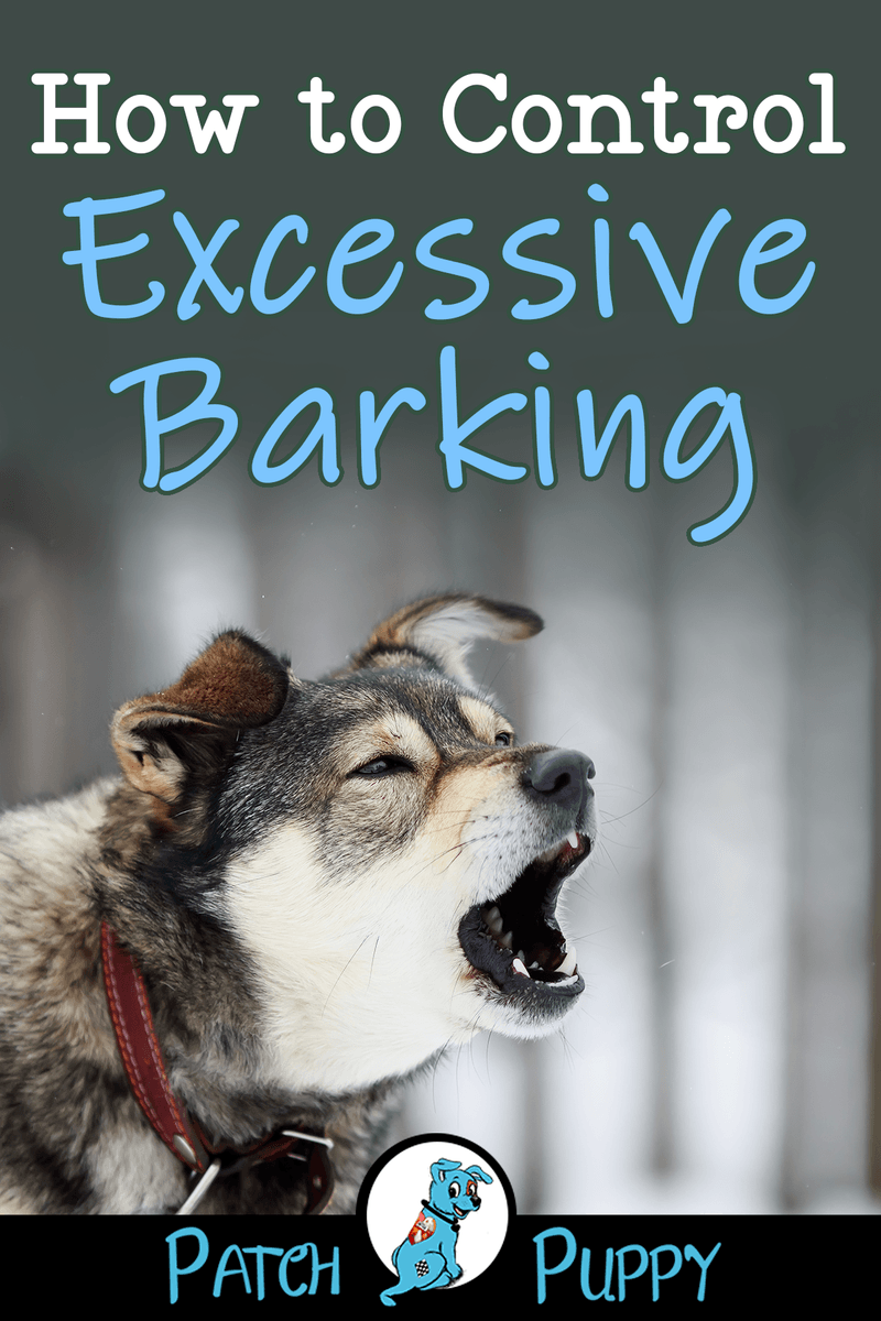 How to Control Excessive Barking - Train Your Dog Not to Bark