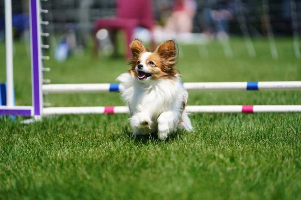 11 Dog Breeds that Can Jump High - PatchPuppy.com