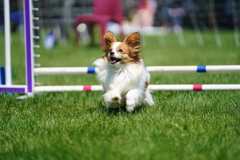 11 Dog Breeds that Can Jump High - PatchPuppy.com