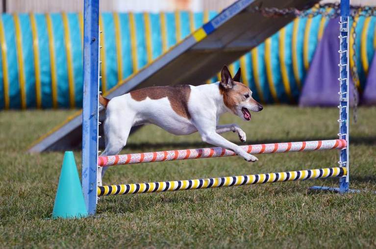 11 Dog Breeds that Can Jump High - PatchPuppy.com