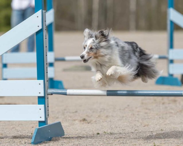 11 Dog Breeds that Can Jump High - PatchPuppy.com