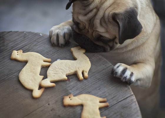 9 Easy Dog Cookie Recipes to Make From Scratch - PatchPuppy.com