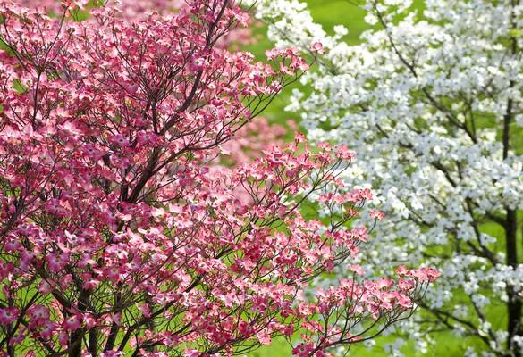 14 Dog Safe Trees for Your Backyard - PatchPuppy.com