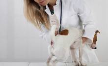 Help! My Dog Keeps Biting His Bum and Tail - PatchPuppy.com