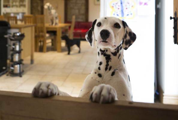 DIY Pet Barrier - 3 Easy to Make Homemade Dog Gates