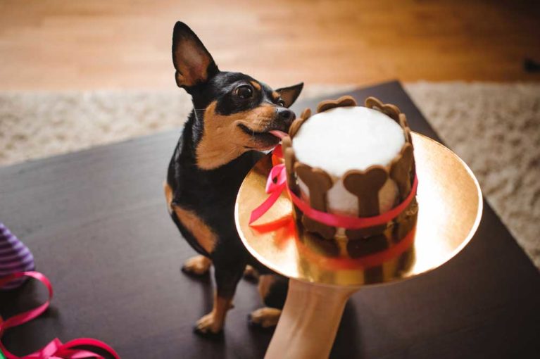 Homemade Dog Dessert Recipes - PatchPuppy.com