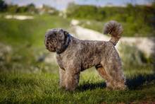 12 Dog Breeds that Get Along with Labs - PatchPuppy.com
