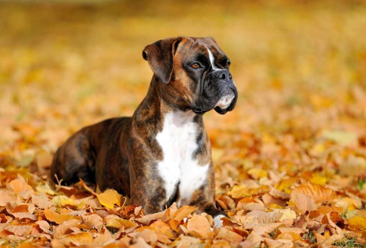 11 Dog Breeds that Get Along with Rabbits - PatchPuppy.com