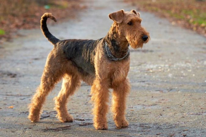10 Dog Breeds that have Hair - PatchPuppy.com