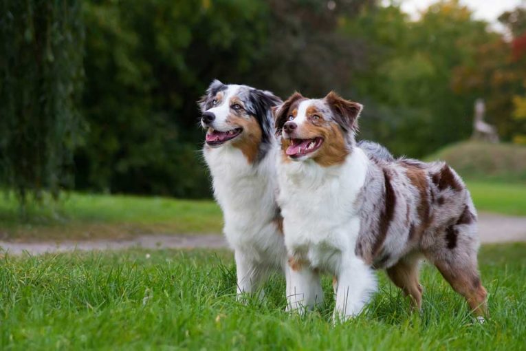 9 Dog Breeds with Hazel Eyes - PatchPuppy.com