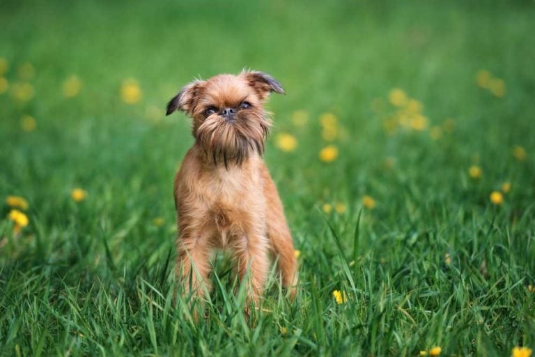 10 Dog Breeds that have Hair - PatchPuppy.com