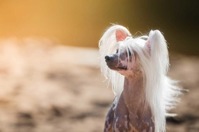 10 Dog Breeds that have Hair - PatchPuppy.com