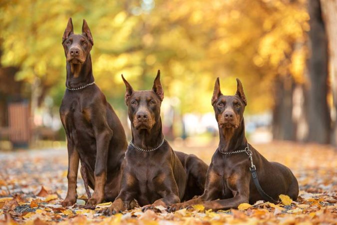 10 Dog Breeds That Increase Insurance Rates PatchPuppy 10-dog-breeds-that-increase-insurance-rates-patchpuppy