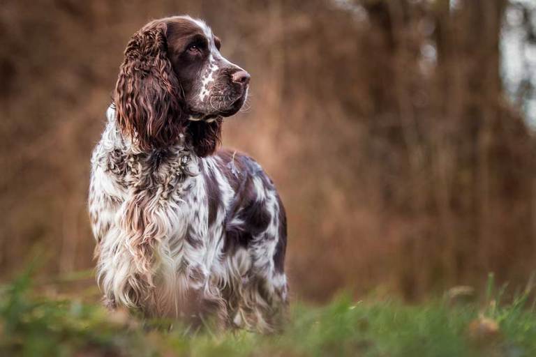 9 Dog Breeds with Hazel Eyes - PatchPuppy.com