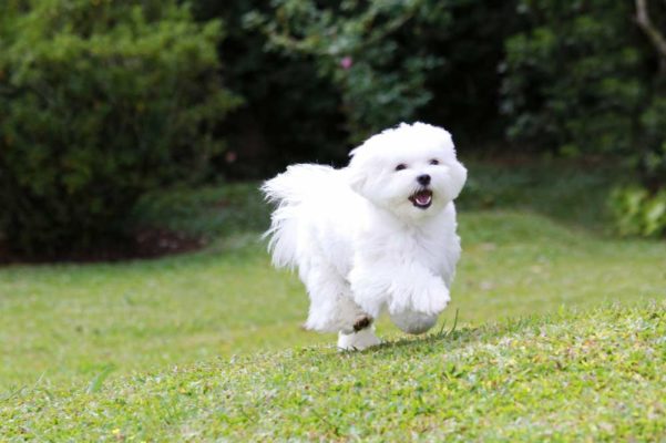 10 Dog Breeds that have Hair - PatchPuppy.com