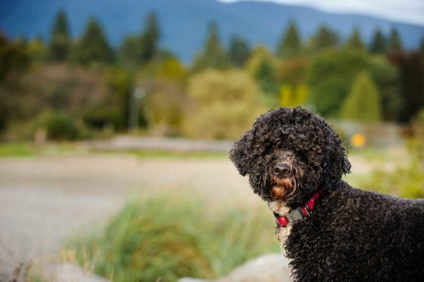 10 Dog Breeds that have Hair - PatchPuppy.com