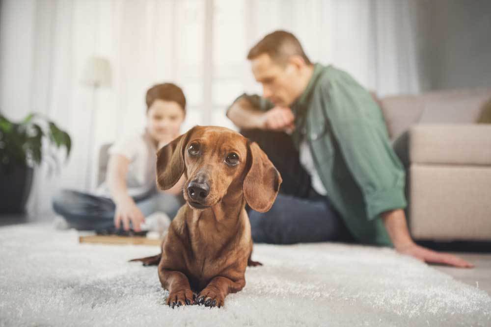 How Much Does A Dog Cost Per Month On Average PatchPuppy How Much Does A Dog Cost Per Month On Average PatchPuppy