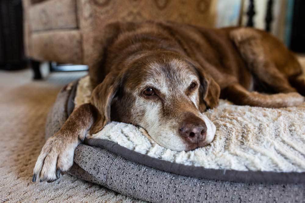How Much Does A Dog Cost Per Month On Average PatchPuppy How Much Does A Dog Cost Per Month On Average PatchPuppy