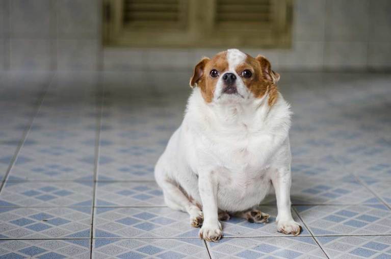 8 Dog Nutritional Disorders - PatchPuppy.com