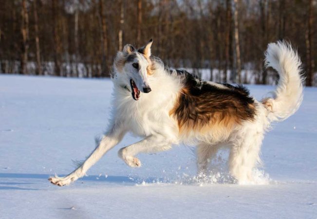 8 Dog Breeds that Jump Straight Up - PatchPuppy.com