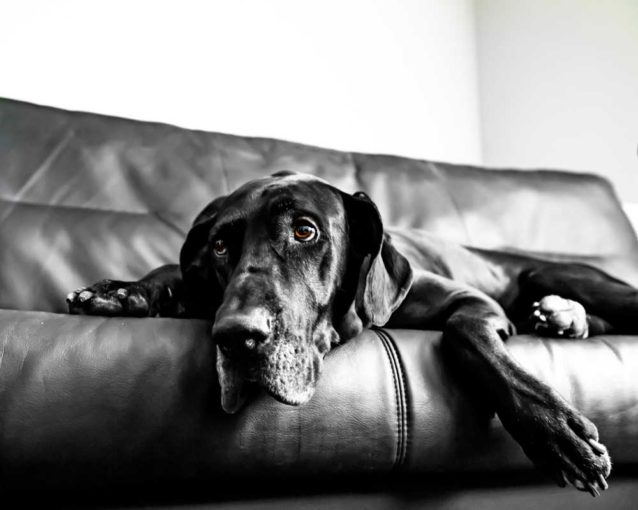 10 Dog Breeds that Like to Cuddle - PatchPuppy.com