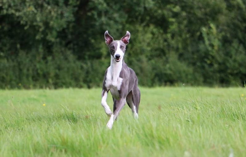 8 Dog Breeds that Jump Straight Up - PatchPuppy.com