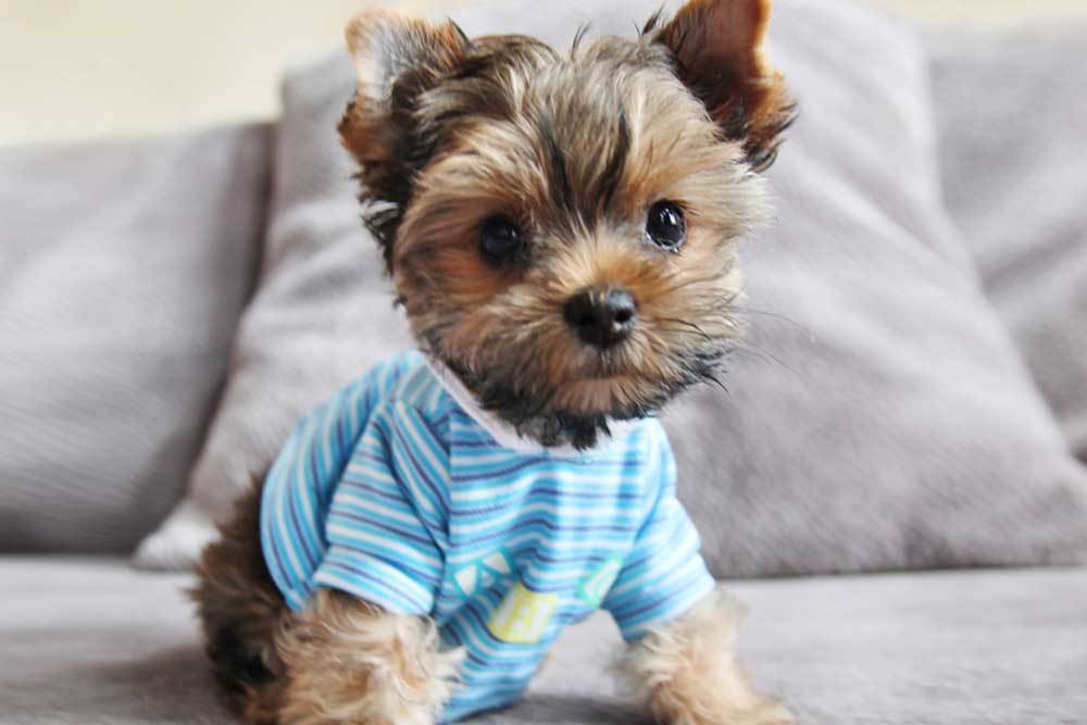 How To Make A Dog Shirt Out Of Fabric PatchPuppy How To Make A Dog Shirt Out Of Fabric PatchPuppy