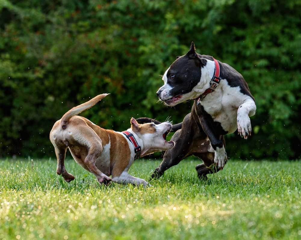 How To Stop Two Dogs From Fighting