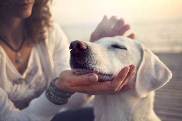 10 Dog Breeds that Like to Cuddle - PatchPuppy.com