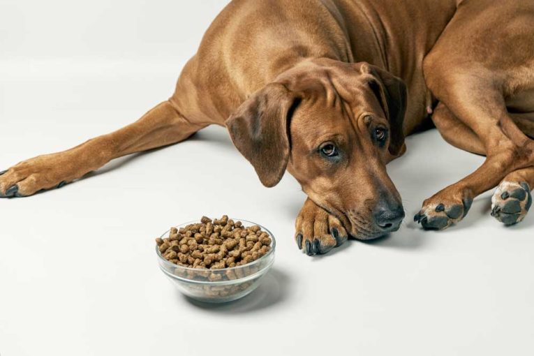 8 Home Remedies For A Sick Dog That s Not Eating PatchPuppy