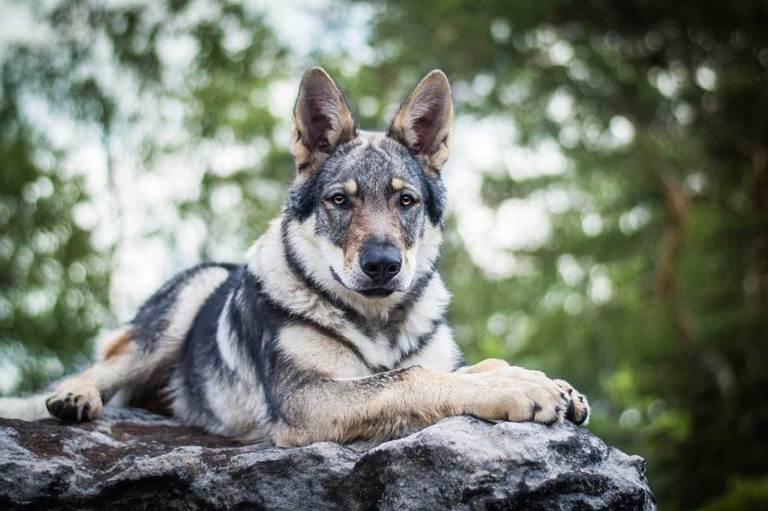 7 Dog Breeds That Look Like Coyotes - PatchPuppy.com