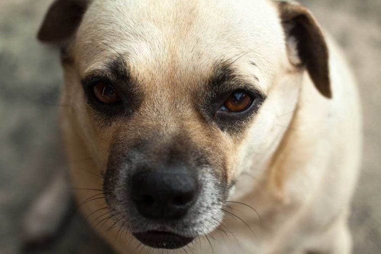 8 Dog Breeds That Look Like Pugs - PatchPuppy.com