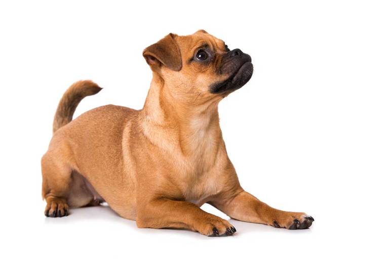 8 Dog Breeds That Look Like Pugs - PatchPuppy.com