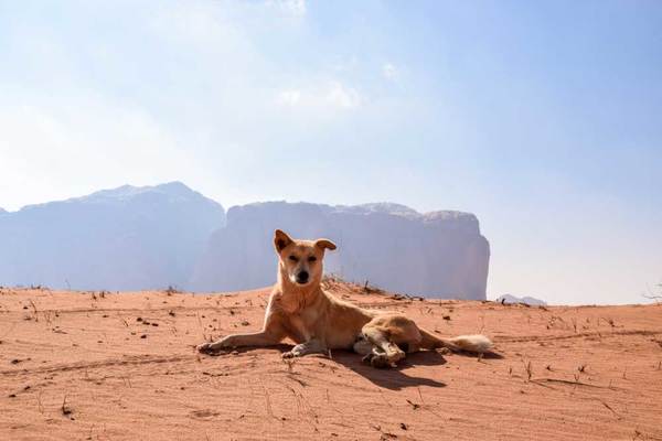 What is a Dingo Dog? - PatchPuppy.com