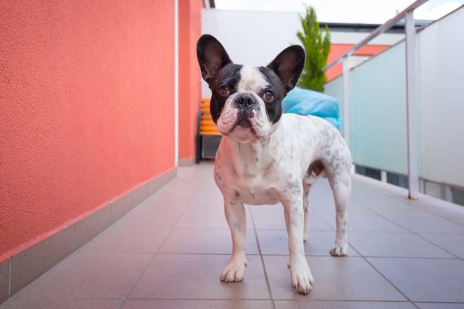 DIY Balcony Dog Potty PatchPuppy diy-balcony-dog-potty-patchpuppy