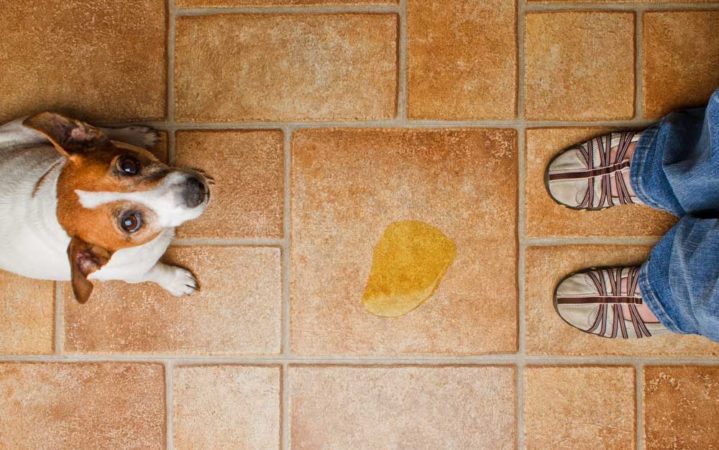 The Best 3 Indoor Dog Potties with Sides - PatchPuppy.com