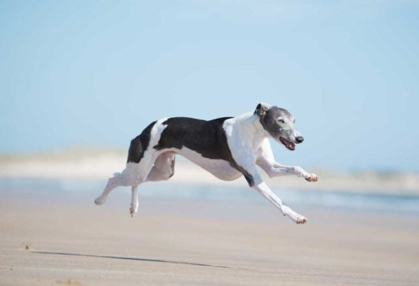 Top 5 Dog Breeds That Play Frisbee - PatchPuppy.com
