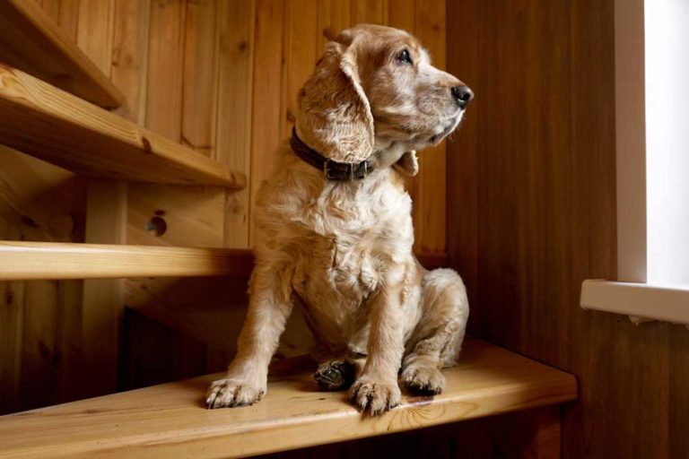 How to Help Older Dogs Up and Down Stairs? - PatchPuppy.com