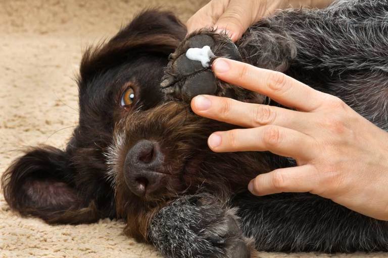 Why Use Wax for Dog Paws? - PatchPuppy.com